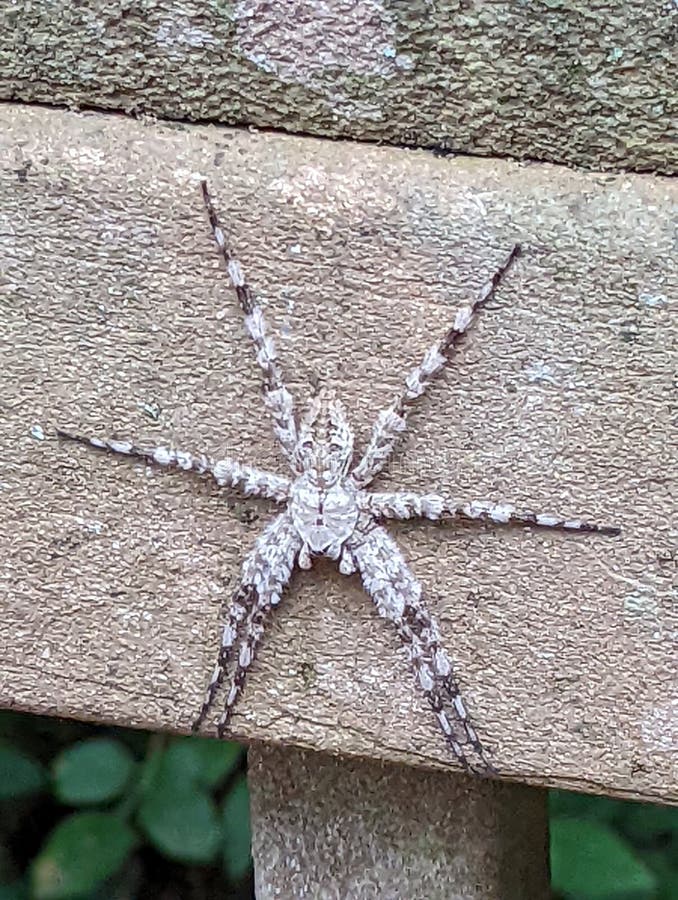 Large Spider Shaped Like a Star Spread Out Stock Photo - Image of bird ...