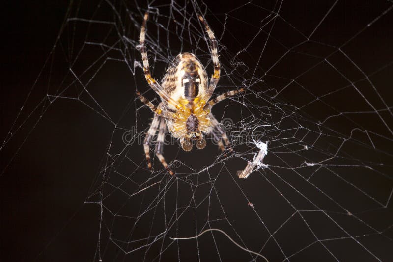Large Spiderweb. Spider Web Close-up. The Big Cobweb Close-up With The ...