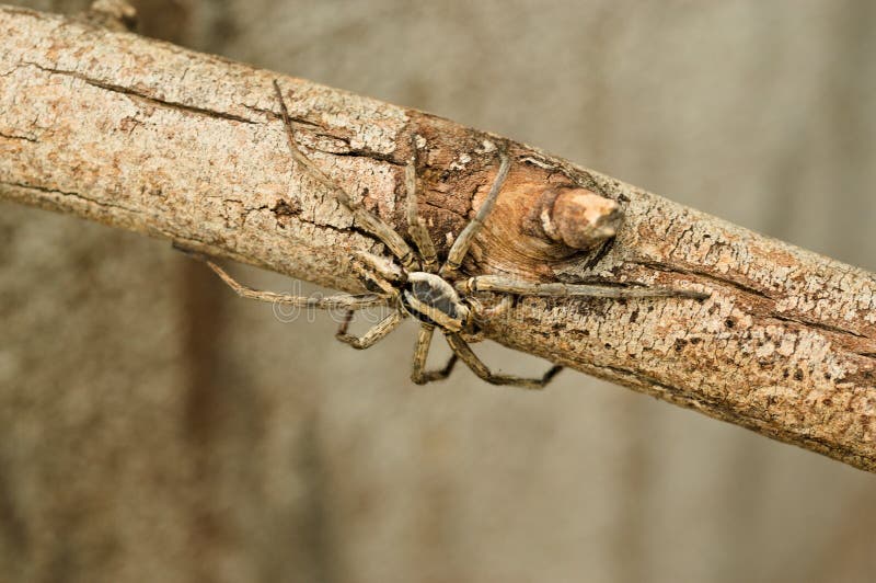 Large Spider Standing on a Log Stock Photo - Image of poisonous ...
