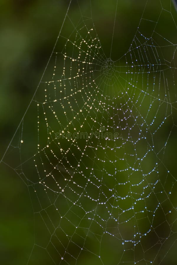 A Large Spider Web is Covered in Raindrops, Against a Blurry Green ...