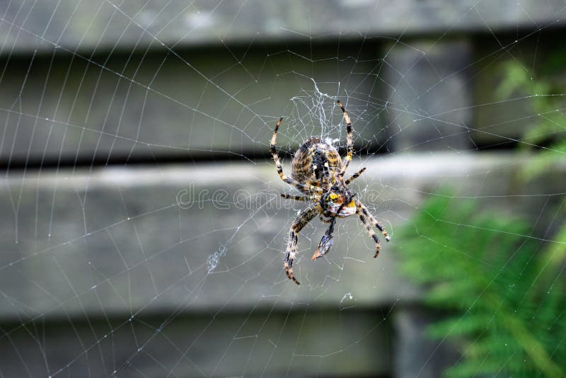 Spider in a web with prey stock photo. Image of animal - 196715884