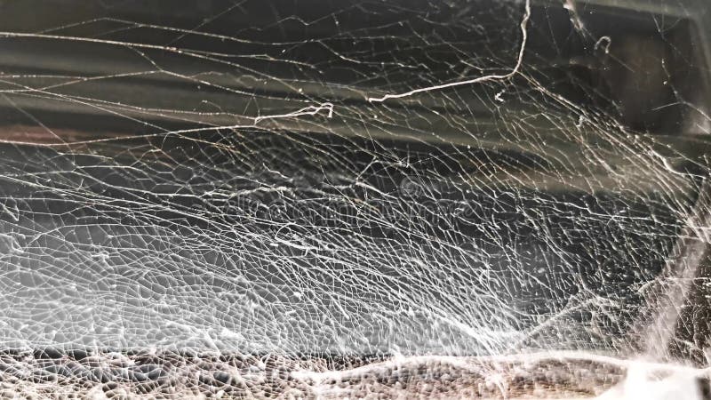 Large Spider Web on a House Window Stock Video - Video of insect ...