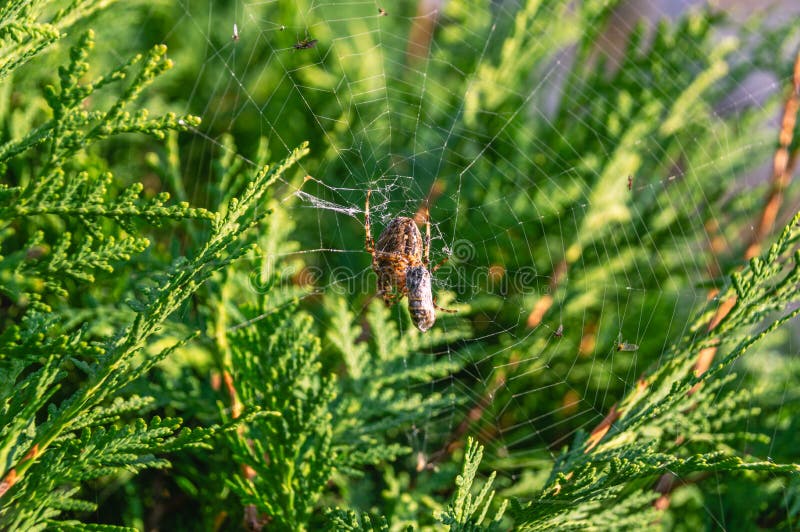 A Large Spider in a Web Hunts on the Branches of a Cypress Tree Stock ...