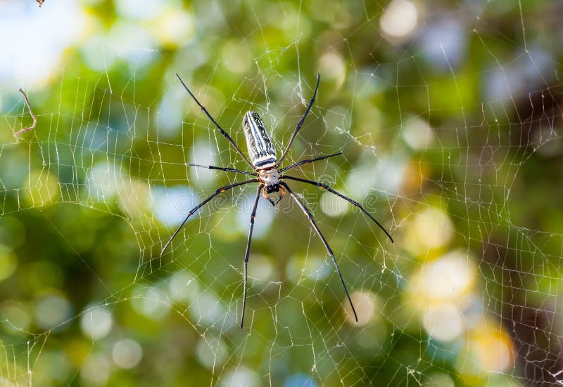 Large spider on web stock image. Image of carnivore, arachnid - 66867031