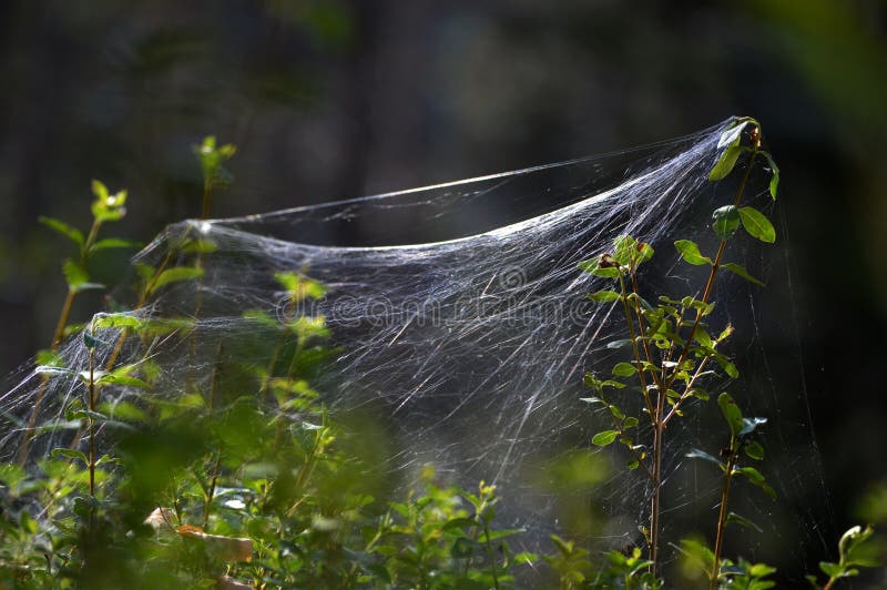 Large Spider Web on a Plant Stock Image - Image of forest, animal ...
