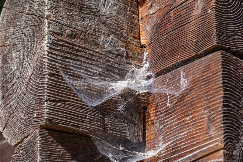 Spider Web on a Wooden Wall. Stock Photo - Image of sunlight, rustic ...