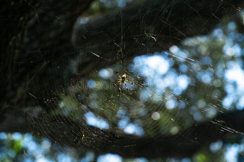 Large Spiders Everywhere stock photo. Image of park - 188661746