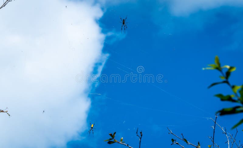 Large Spiders Everywhere stock photo. Image of spider - 188661760