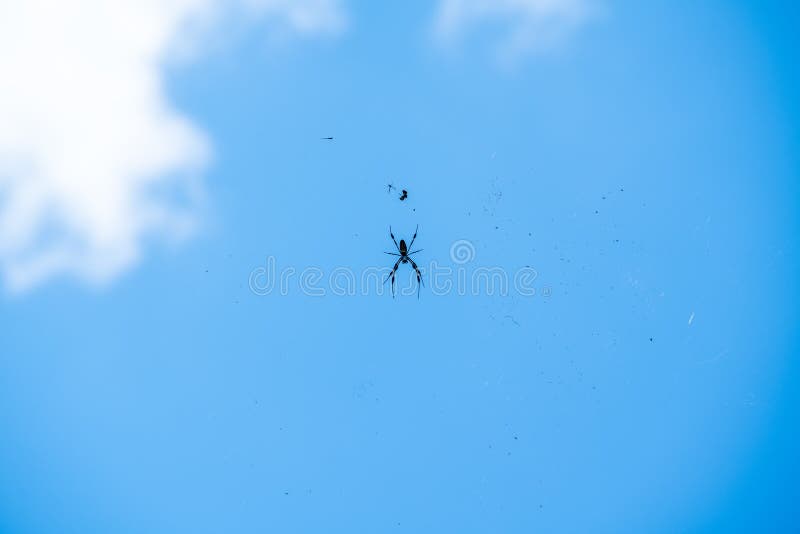 Large Spiders Everywhere stock photo. Image of cobweb - 188661720