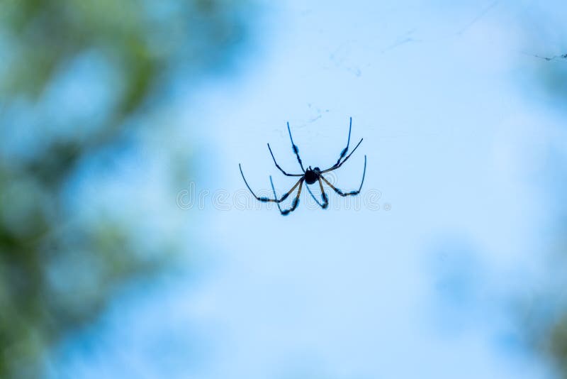 Large Spiders Everywhere stock image. Image of trap - 188661757