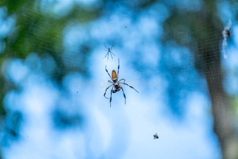 Large Spiders Everywhere stock image. Image of predator - 188661765