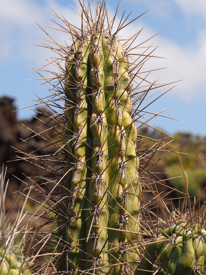 Spiky cactus stock photo. Image of spiky, background - 22845390