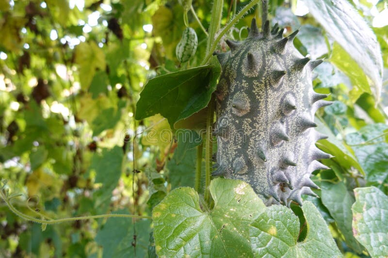 A Large, Spiky Fruit is Growing on a Vine Stock Photo - Image of colony ...