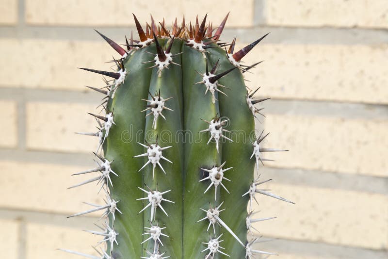 Large spines cactus stock image. Image of thorns, cactus - 180842869