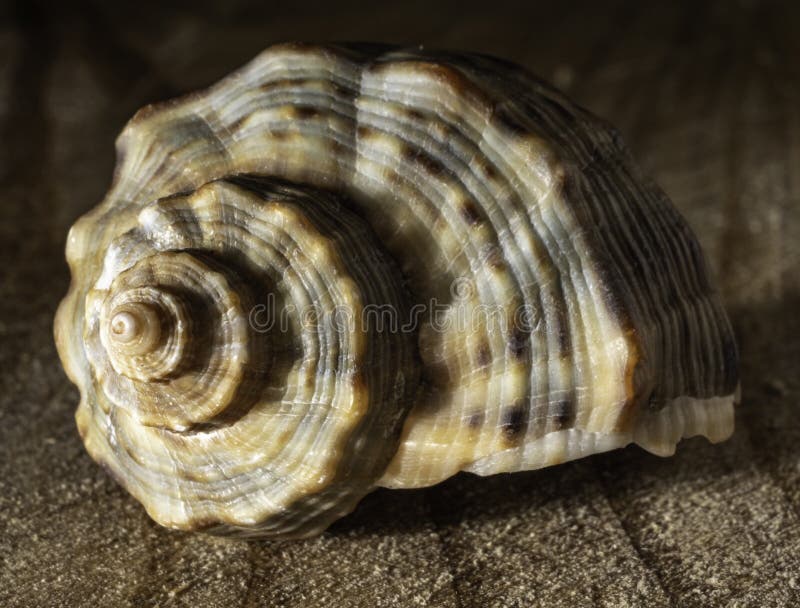 Large Spiral Shells on Shelf Stock Image - Image of black, exotic ...