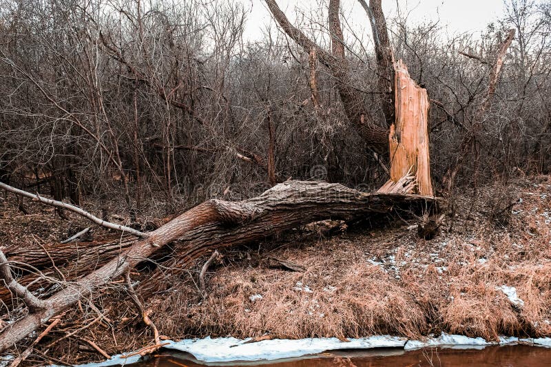 Storm Damage Large Tree Split Half Stock Photos - Free & Royalty-Free ...