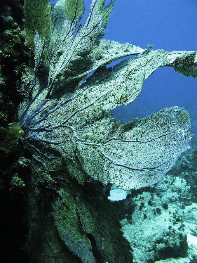 Fan Picture. Image: 20717801