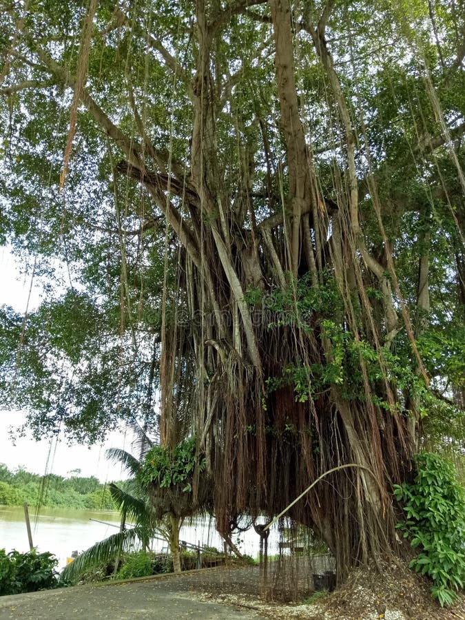 A Large Spooky Tree in the River Bank Stock Photo - Image of tree, bank ...