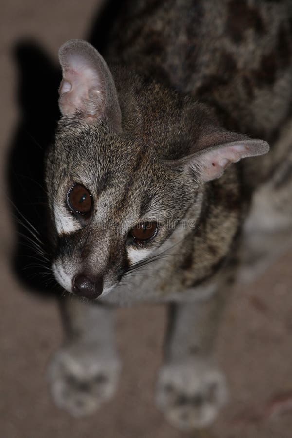 Large spotted genet stock image. Image of outside, spotted - 51320925