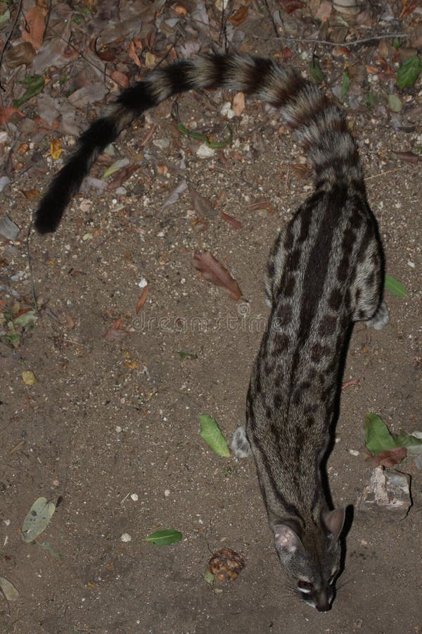 Large-Spotted Genet stock image. Image of kenyan, exotic - 25090963