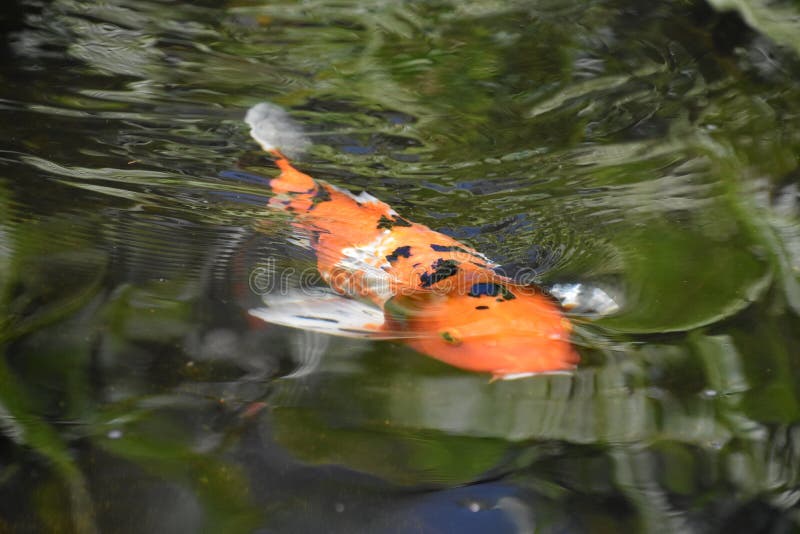 Large Spotted Koi Fish Swimming Under the Water Stock Image - Image of ...