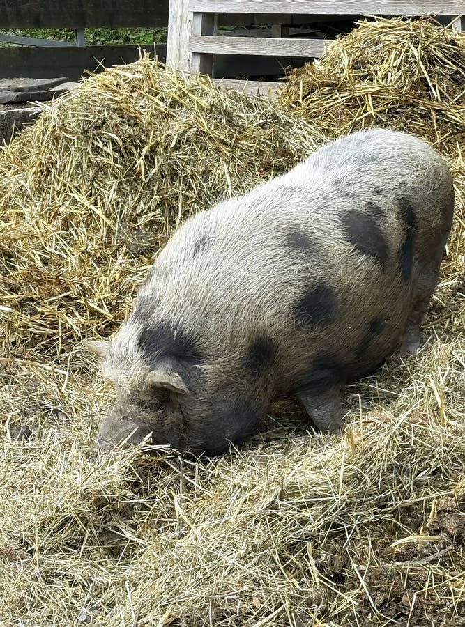 Large Spotted Pig Grazing on Straw in Farm Setting Stock Image - Image ...
