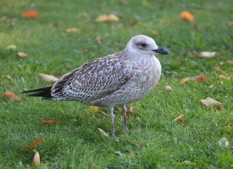 Large Spotted Seagull Stands on the Lawn in the Green Grass Stock Image ...