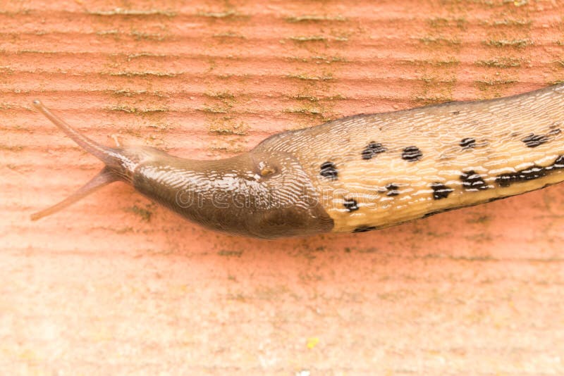 Spotted Slug Look Down from Herb Stock Image - Image of black, great ...