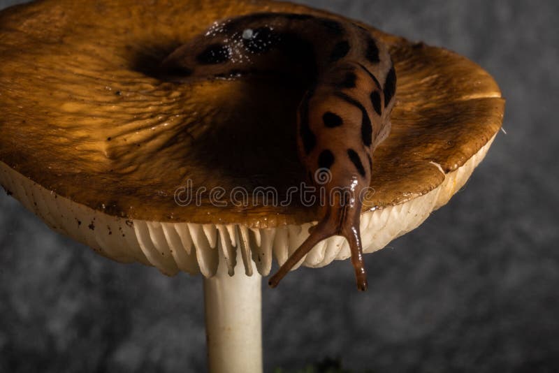 A Large Spotted Slug Sleeps on a Mushroom on a Gray Background. Large ...