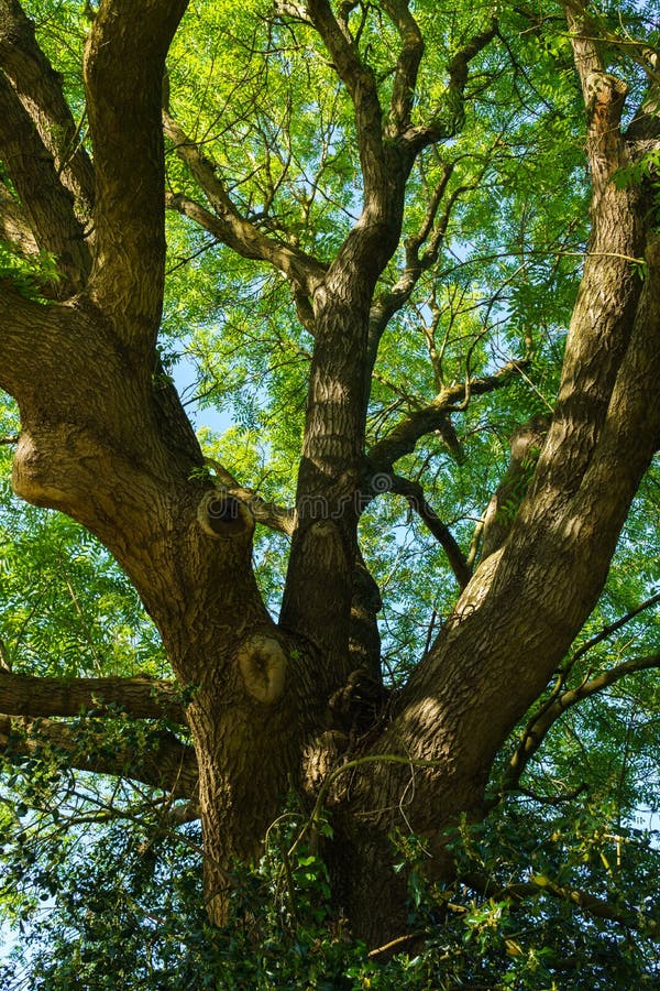 Large Sprawling Crown of Ash in the City Park. Stock Image - Image of ...