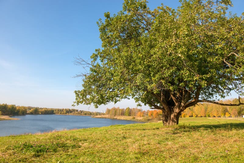Large One Sprawling Tree with Autumn Yellow and Green Leaves in the ...