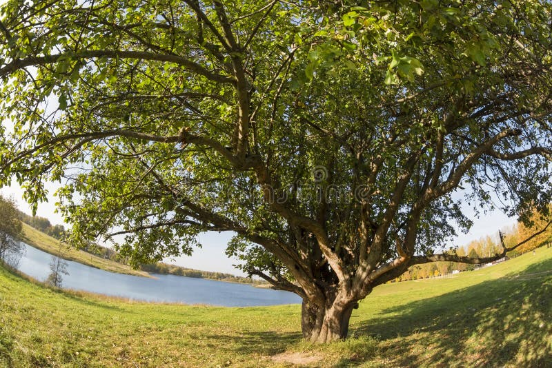 Under a sprawling tree stock image. Image of branch - 216501095