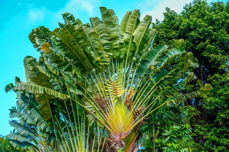 Large Spreading Crown Ravenala Plant of the Tropical Zone Stock Image ...