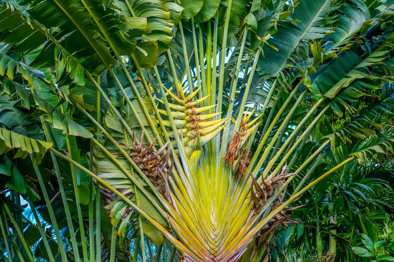 Large Spreading Crown Ravenala Plant of the Tropical Zone Stock Image ...