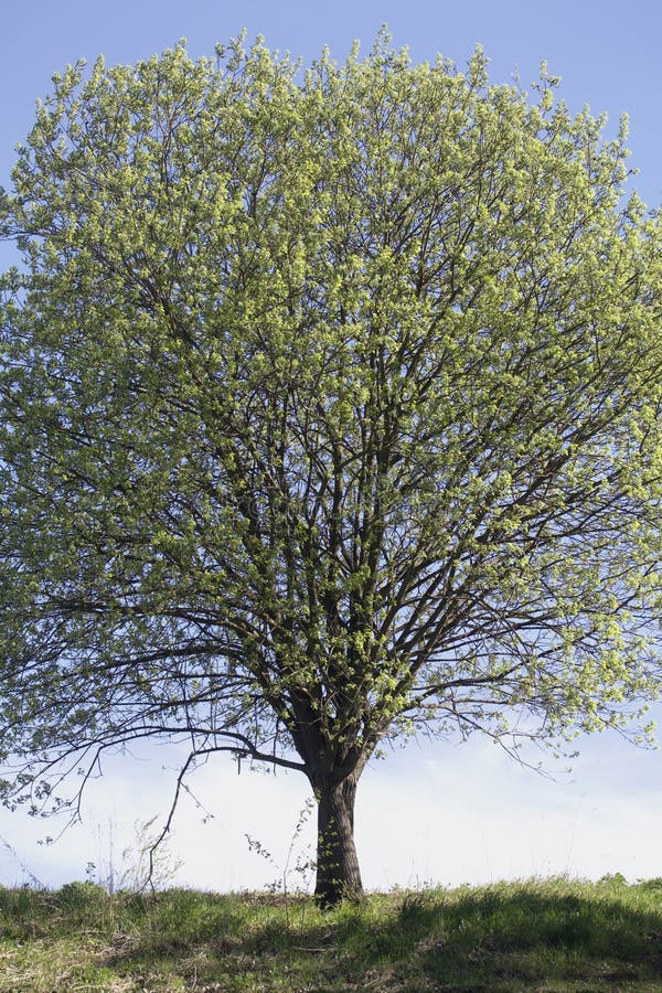 Large Spreading Tree Against the Blue Sky. Young Spring Leaves Appear ...