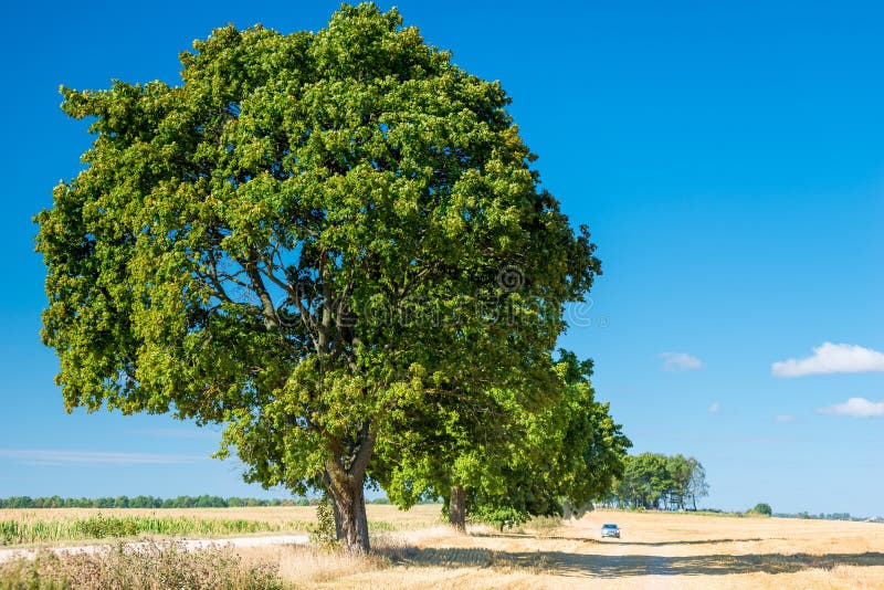 Large Spreading Tree Growing in Field Stock Image - Image of leaf ...