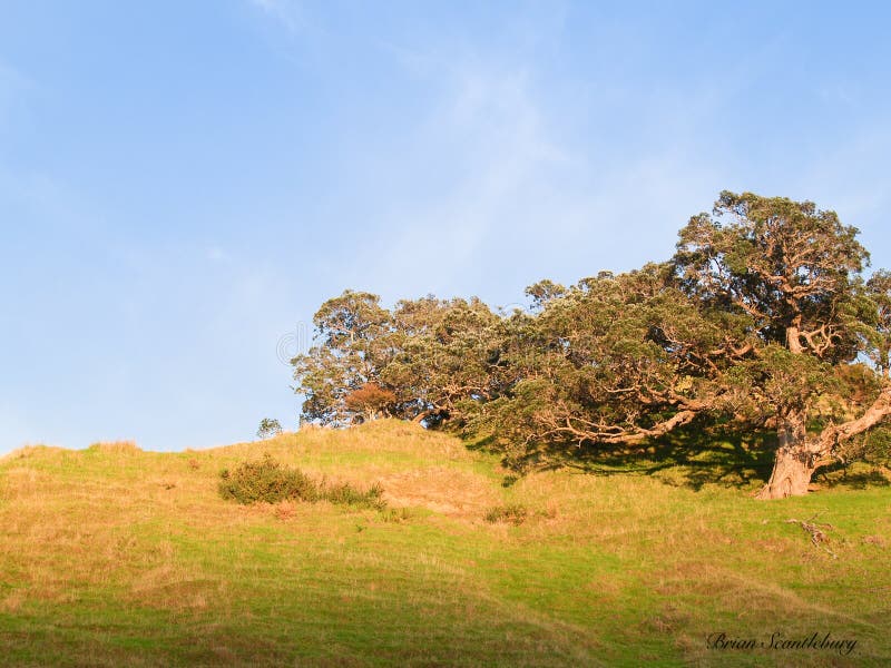 Large Spreading Tree on Hillside Stock Photo - Image of plant, foliage ...