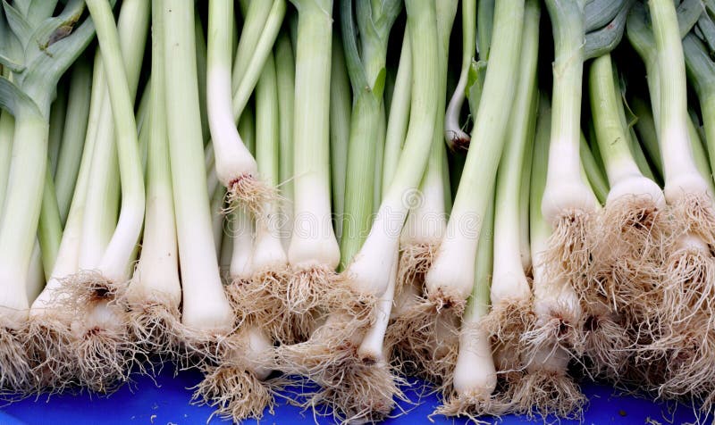 Large spring onions stock image. Image of roots, color - 17525595