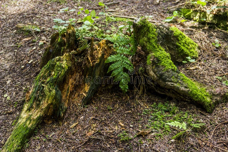 A Large Spruce Stump Abundantly Overgrown with Moss in the Forest Stock ...
