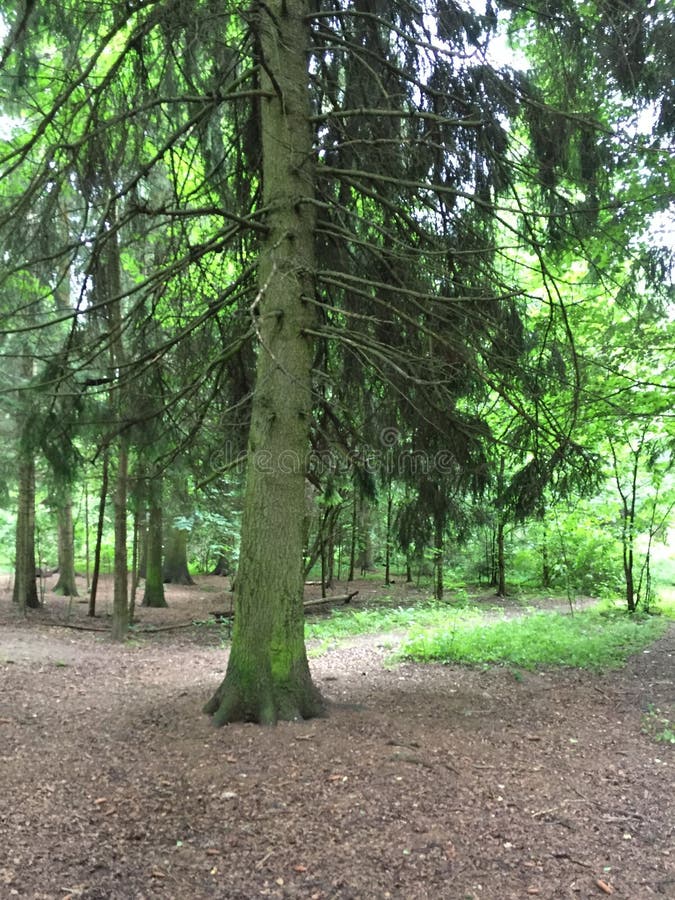 Large Spruce Tree on the Forest Edg Stock Image - Image of forest ...