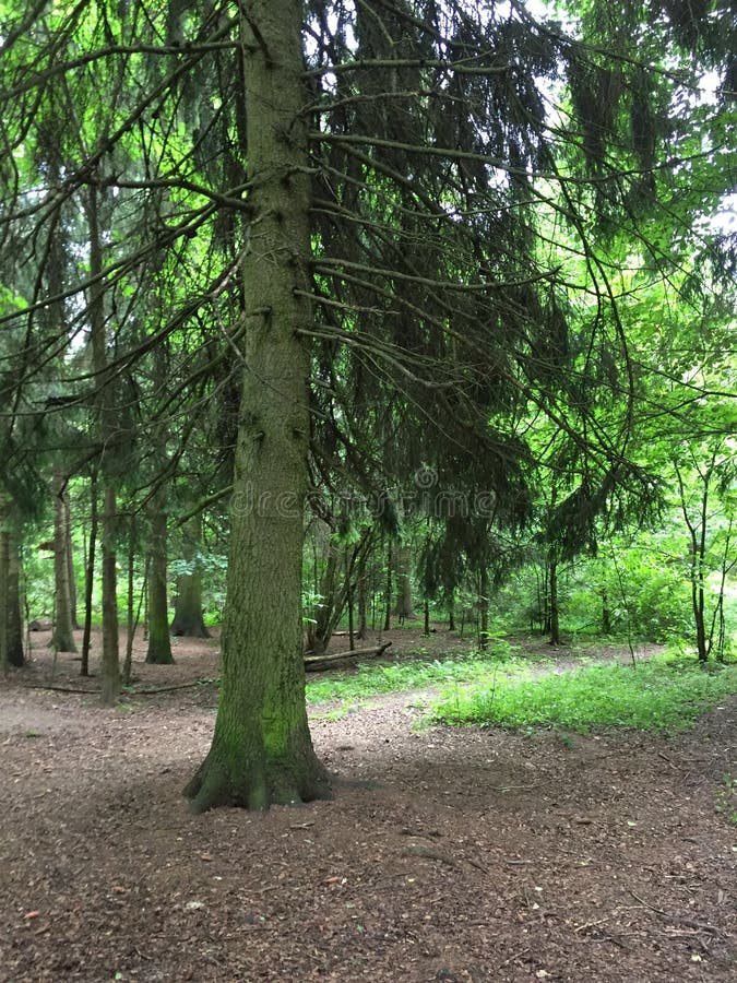 Large Spruce Tree on the Forest Edg Stock Image - Image of sunlight ...