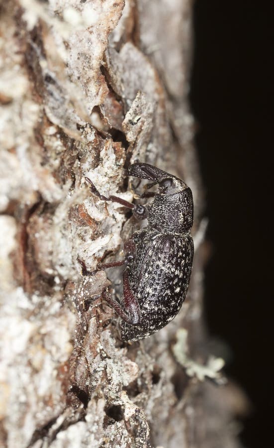Large Spruce Weevil (hylobius Piceus) Stock Image - Image of ...