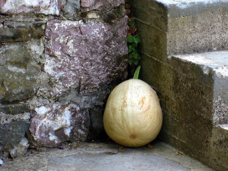 Large Squash stock photo. Image of home, organic, large - 46491914