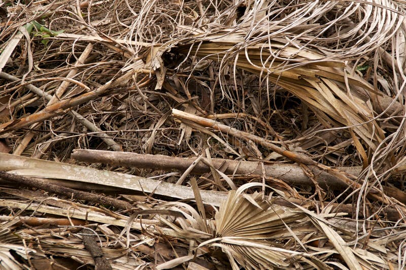 Large Stack of Dried Leaves and Twigs Stock Photo - Image of palm ...