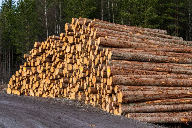 Large Stack of Fir Tree Timber Stacked by a Road Stock Photo - Image of ...