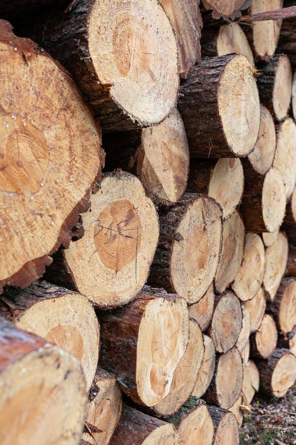 Stack of Freshly Cut Logs Drying in a Wooded Area during the Early ...