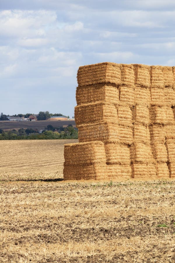 A Large Stack of Straw Piled on the Field after the Wheat Harvest Stock ...