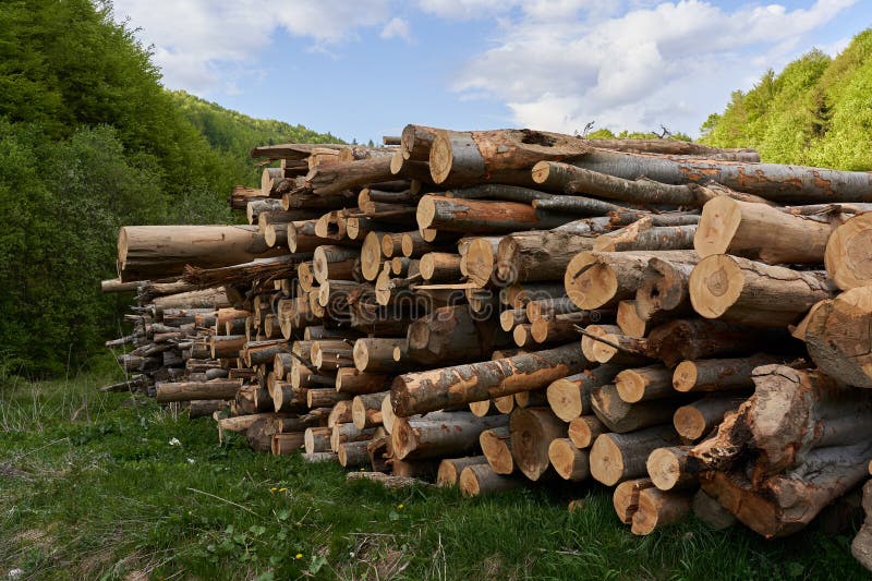 Large Stack of Timber in the Forest Stock Image - Image of ground, chop ...