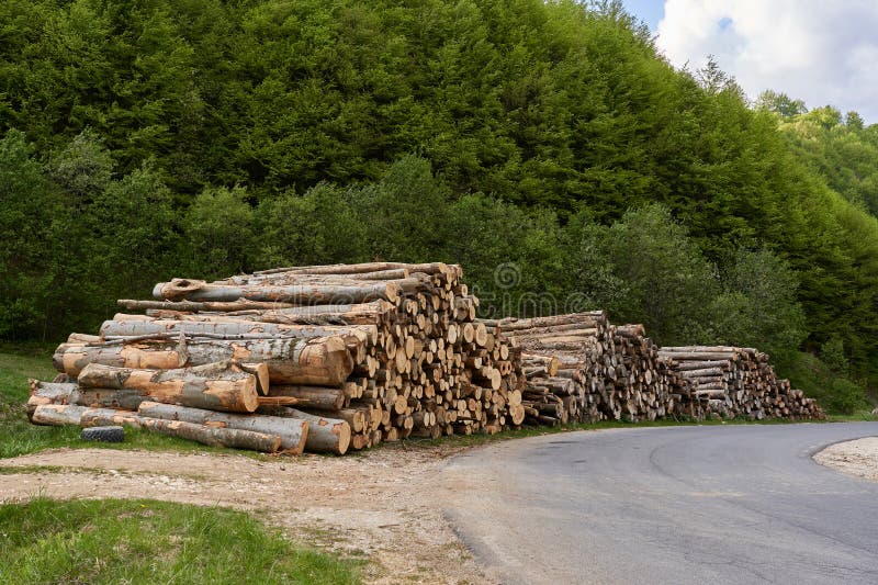 Large Stack of Timber in the Forest Stock Photo - Image of deciduous ...