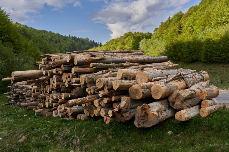 Large Stack of Timber in the Forest Stock Photo - Image of industrial ...